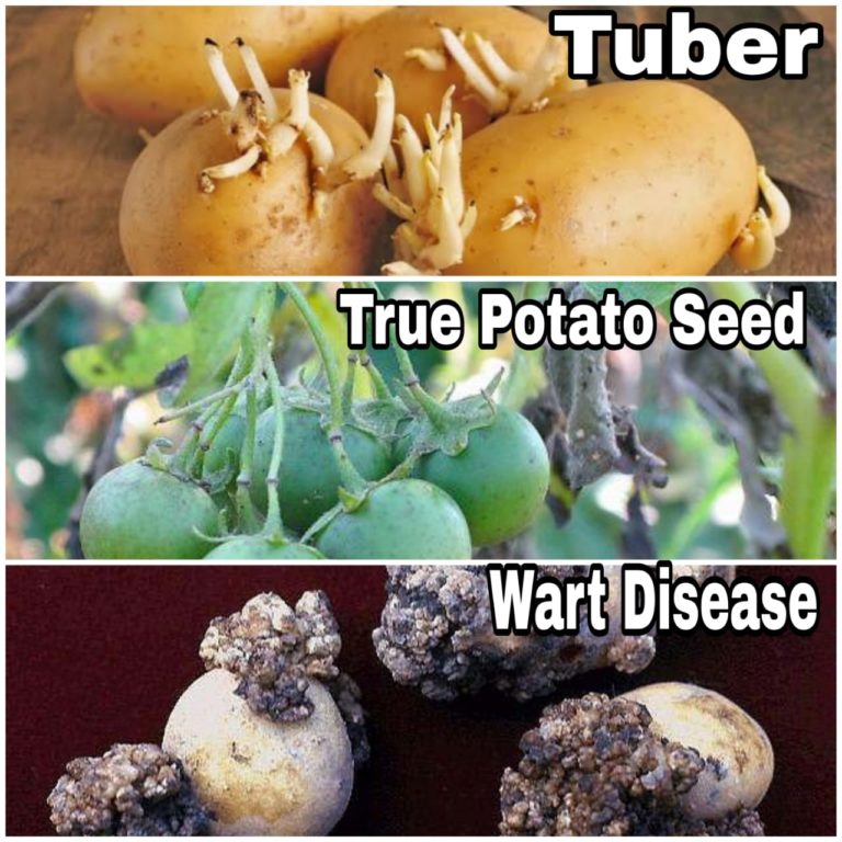 Darjeeling Red Round Potato - The lost varieties - The Darjeeling Chronicle