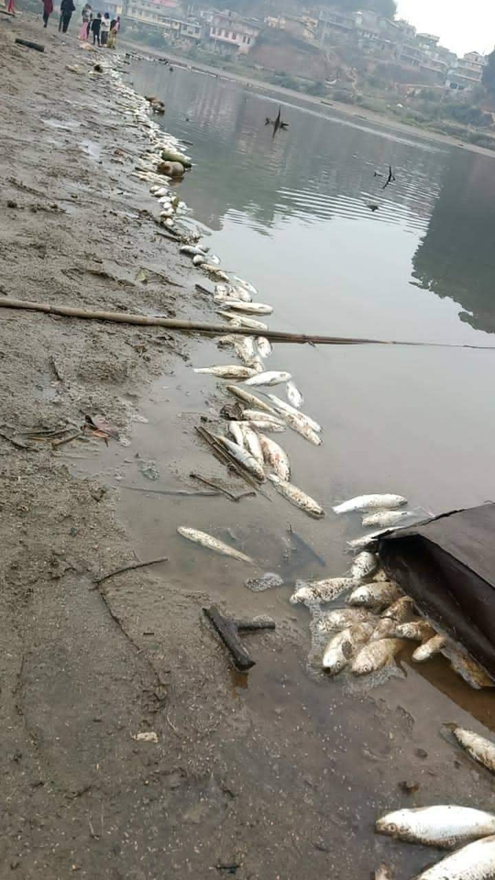 Dead Fishes Create a Stink in Mirik - The Darjeeling Chronicle