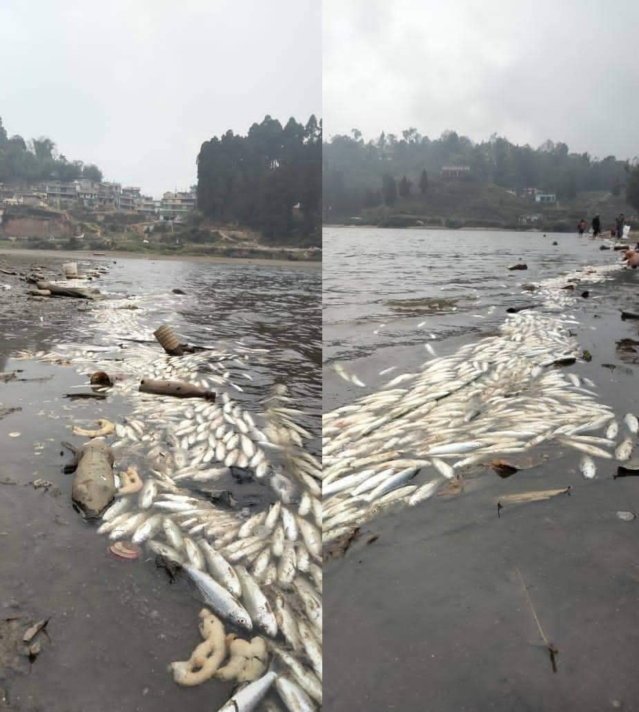 Dead Fishes Create a Stink in Mirik - The Darjeeling Chronicle