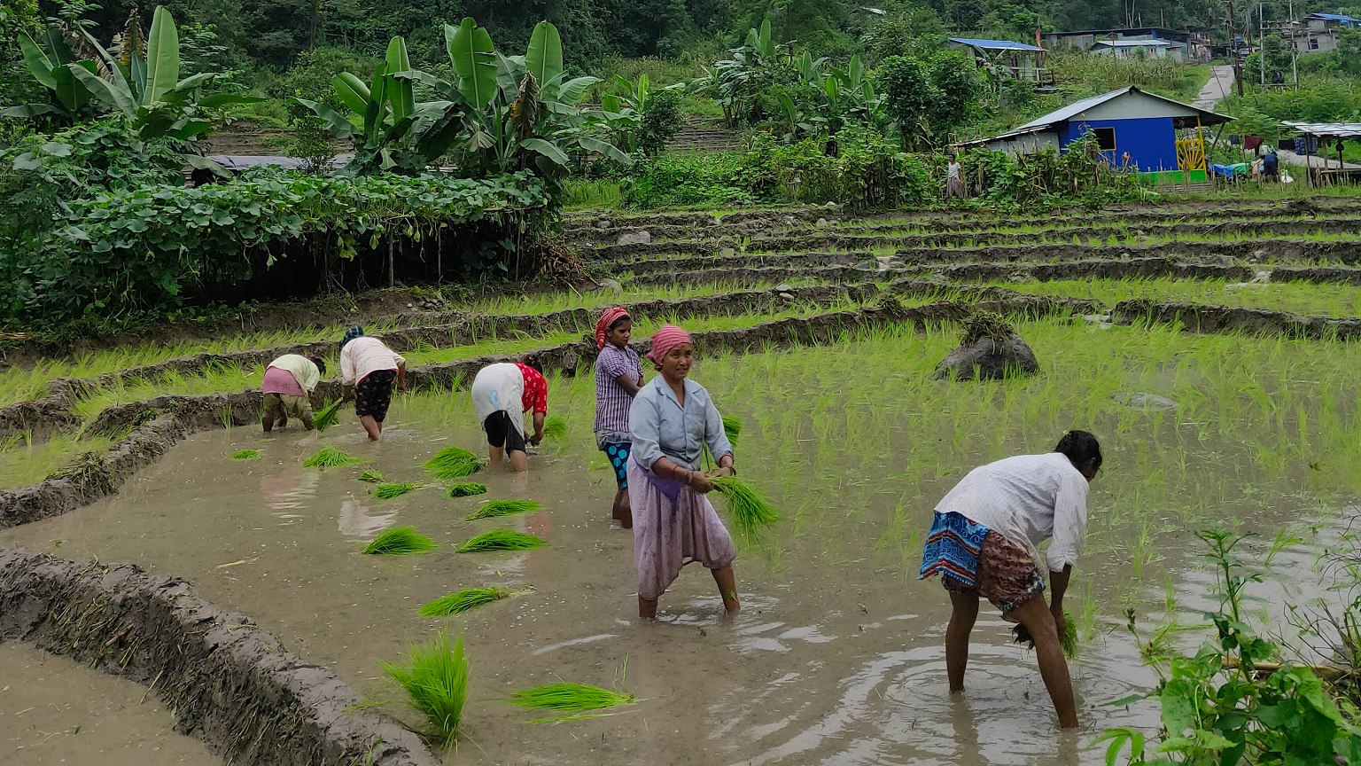 CELEBRATING असार ko १५ - Asar ko Pandhra: Marks the Planting Season ...