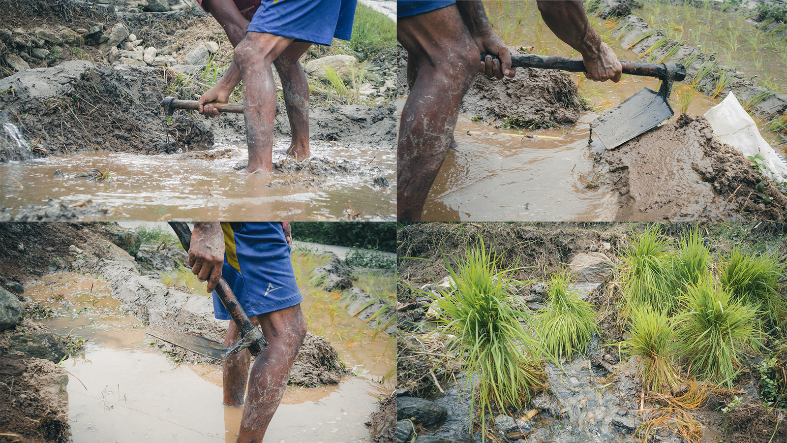 CELEBRATING असार ko १५ - Asar ko Pandhra: Marks the Planting Season ...